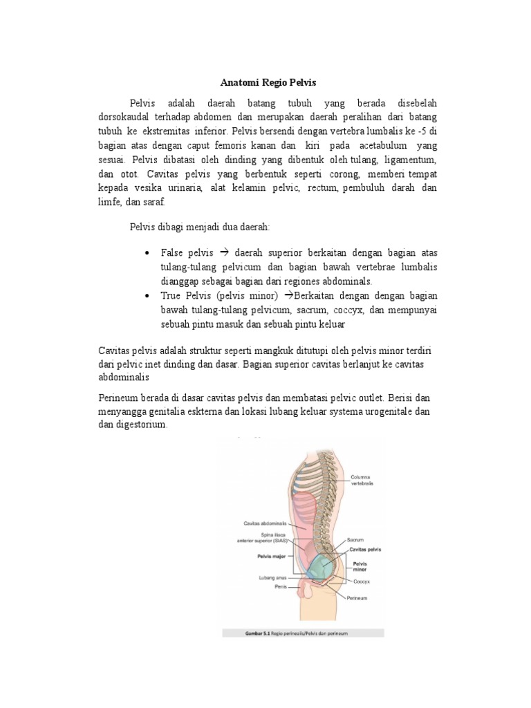 Anatomi Regio Pelvis | PDF