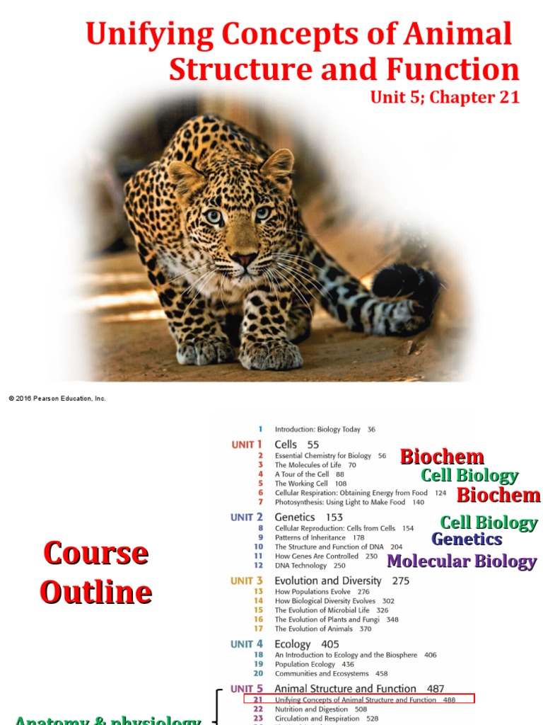 Unifying Concepts of Animal Structure and Function: Unit 5 Chapter 21 | PDF | Urinary System ...