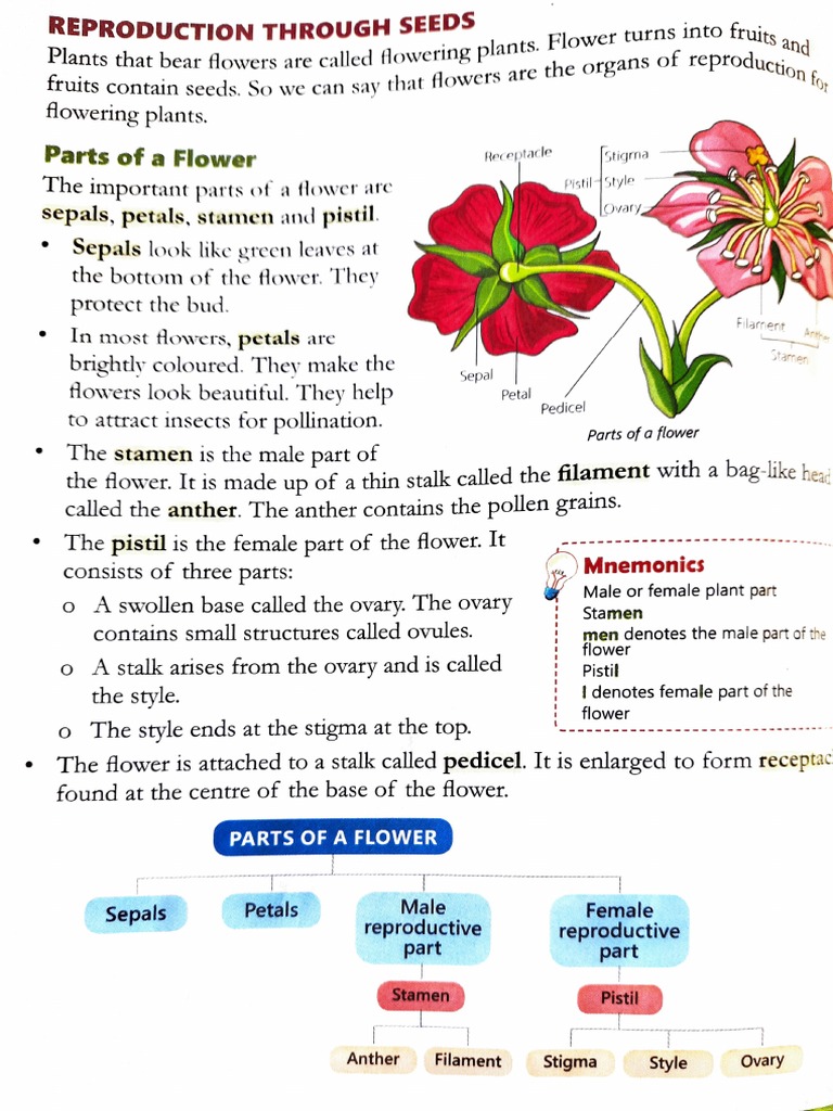 The Structure and Function of Flowering Plant Reproduction: An ...