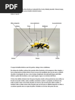 Anatomia da Borboleta: Estruturas e Funções | PDF | Anatomia | Corpo humano
