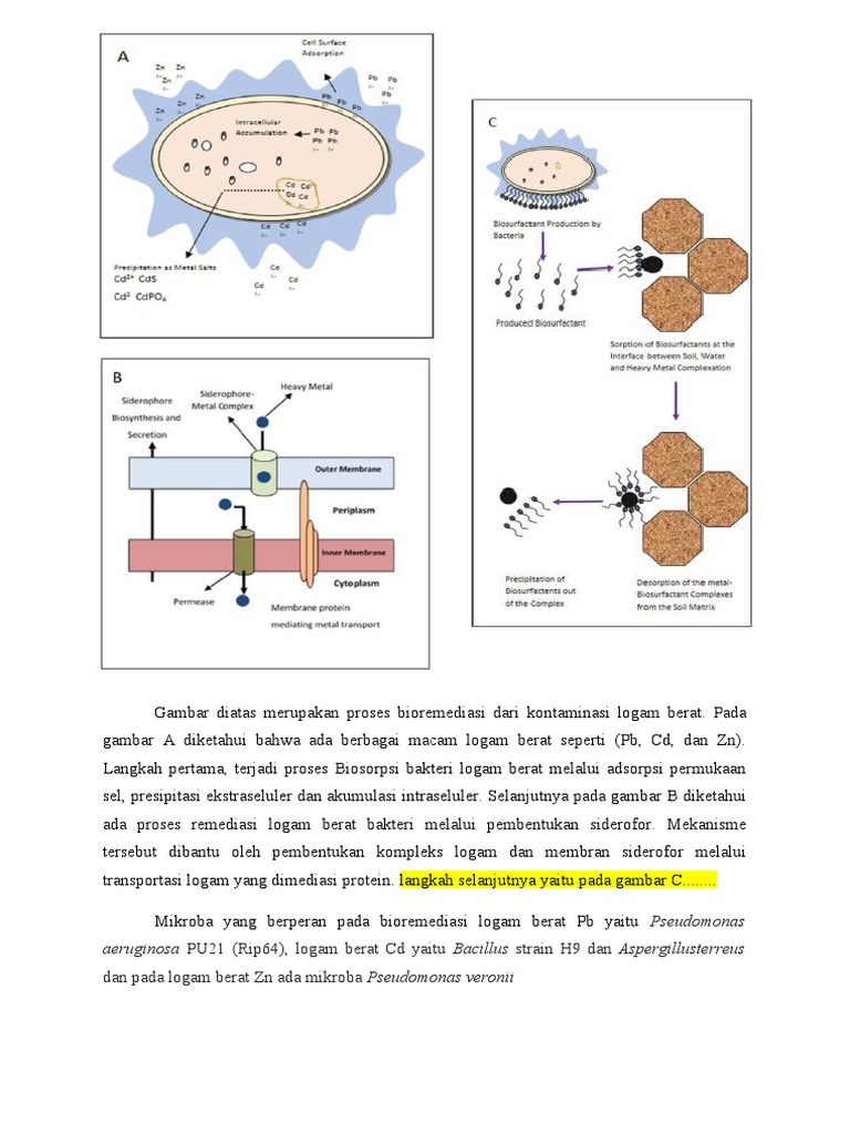 Bioremediasi Logam Berat | PDF