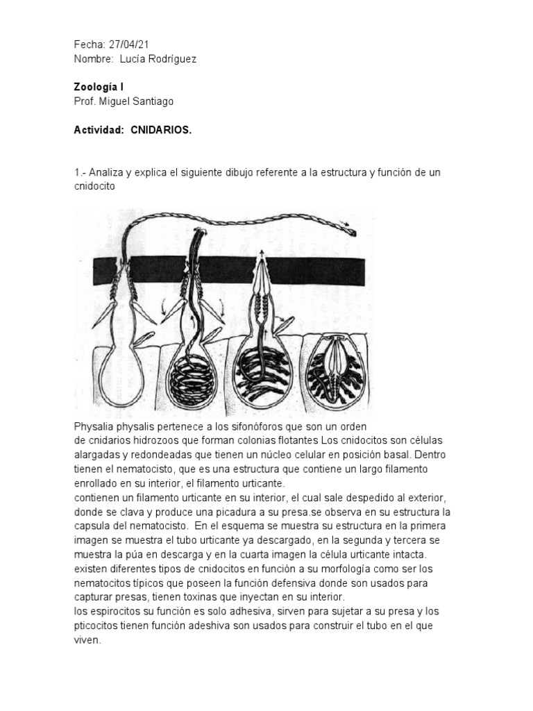 Estructura y Función de Cnidocitos | PDF | Biología | Zoología