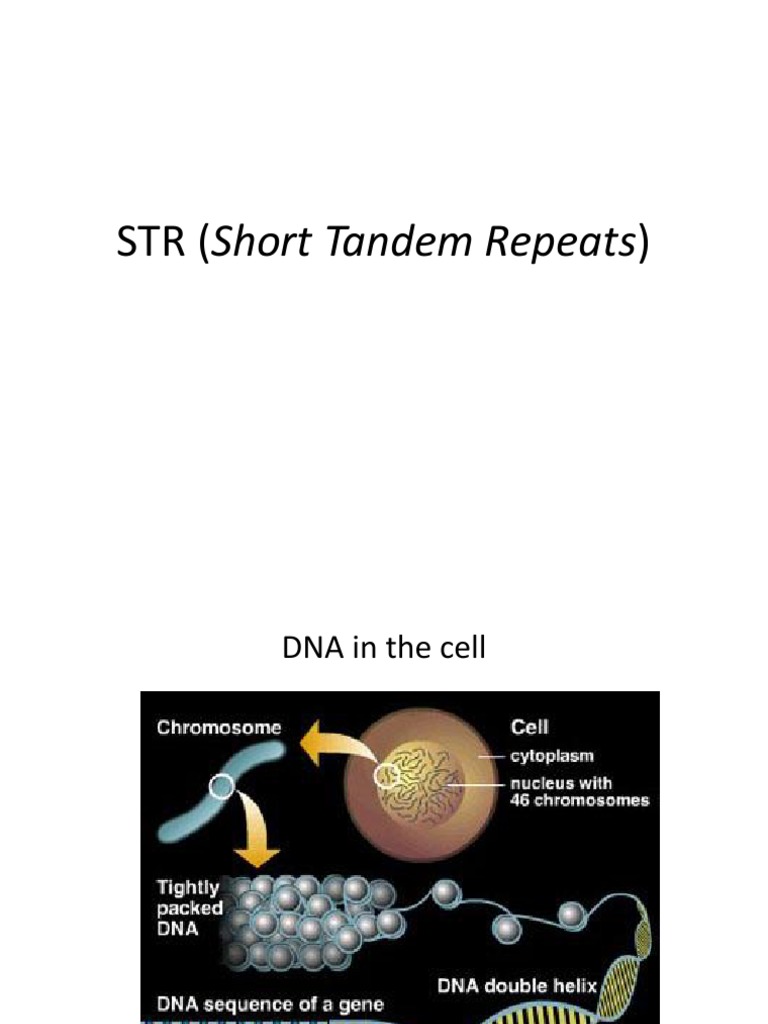 STR (Short Tandem Repeat) | PDF