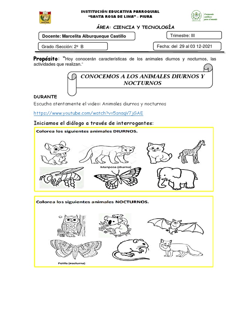 Ficha de Actividad Animales Diurnos y Nocturnos | PDF | Aves | Zoología