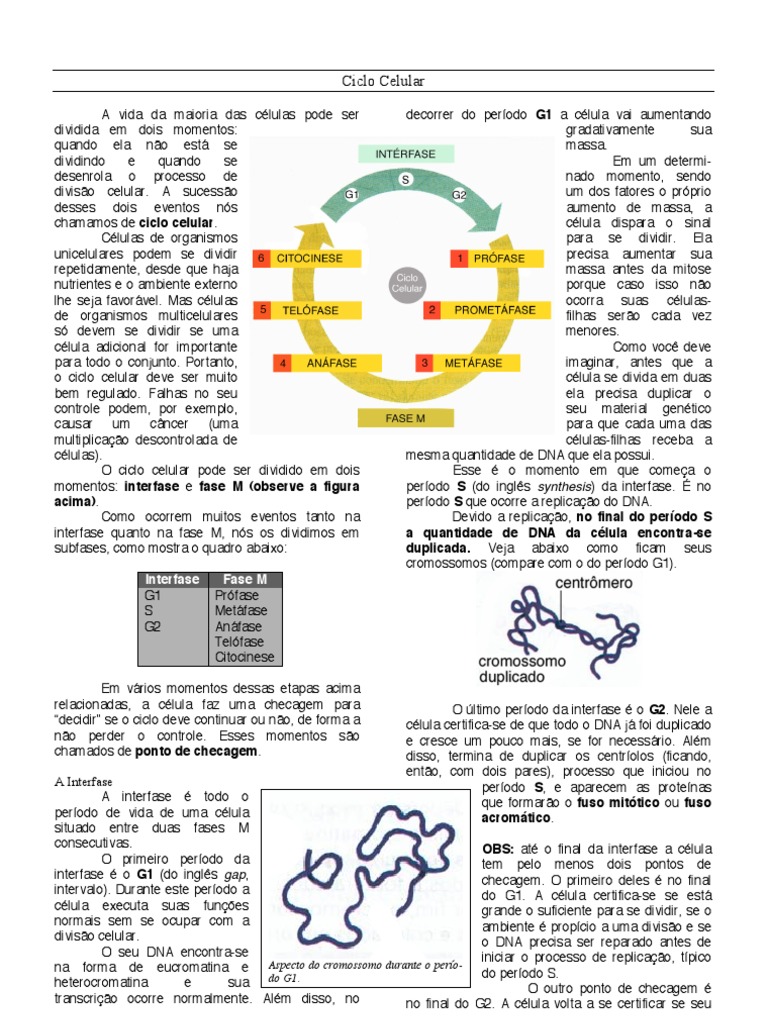 Ciclo Celular e Mitose | PDF | Mitose | Cromossomo