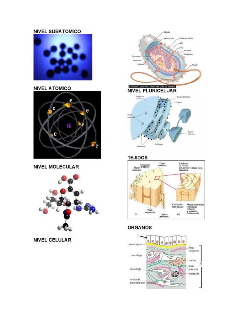 Nivel Subatomico | PDF
