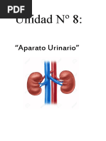 Anatomía de la cápsula renal | PDF | Riñón | Vejiga urinaria