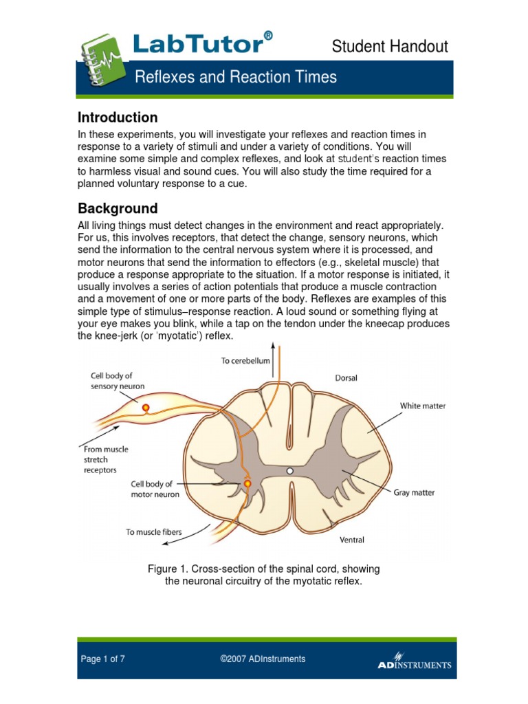 Reflexes and Reaction Times Laboratory Handout | PDF | Neuron | Motor ...