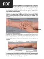 Anatomía del Cúbito y sus Partes | PDF | Codo | Anatomía humana