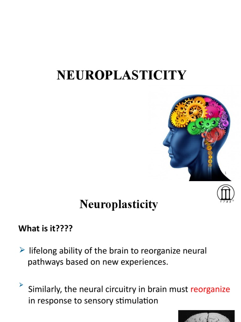 Neuroplasticity: The Brain's Ability to Change Throughout Life | PDF ...