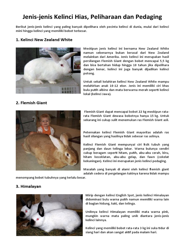 Jenis2 Kelinci | PDF