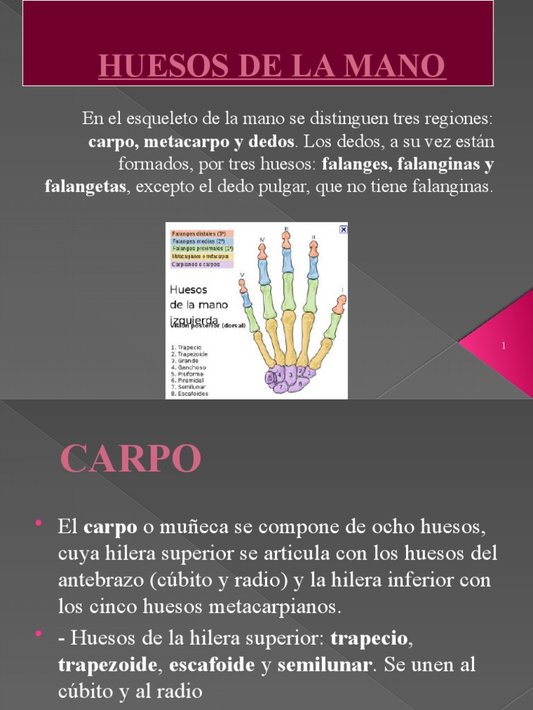 Huesos de La Mano | PDF | Mano | Anatomía