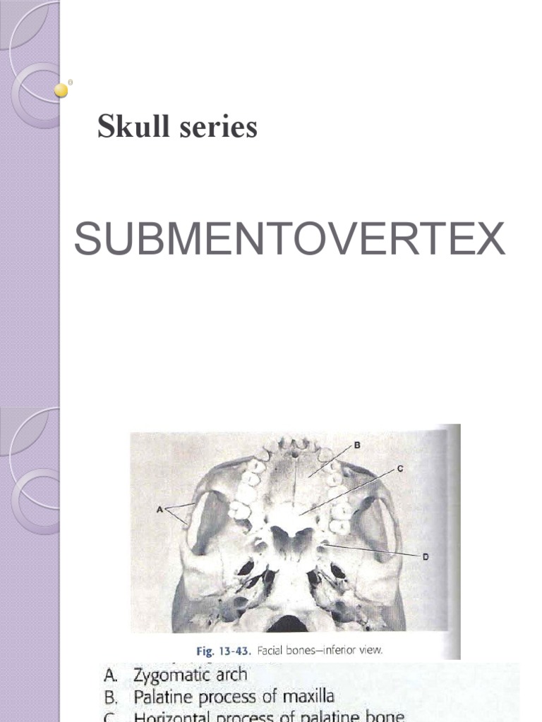 Skull Series: Submentovertex | PDF