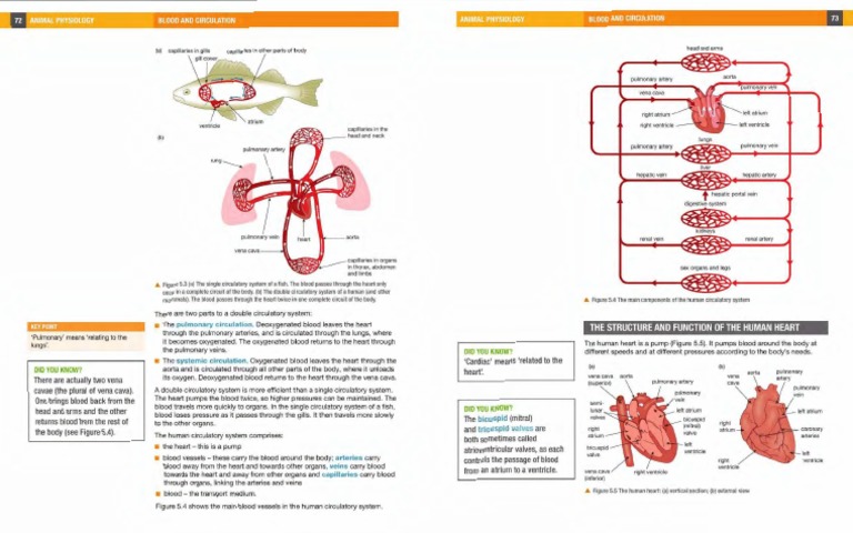 Edexcel International GCSE (9-1) Biology Student Book-41 | PDF ...