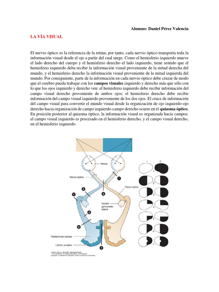 Neuroanatomía de la Vía Visual | PDF | Percepción visual | Corteza visual