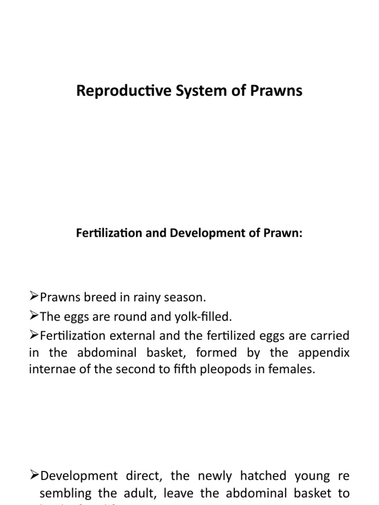Prawns - Reproductive System | PDF | Testicle | Spawn (Biology)