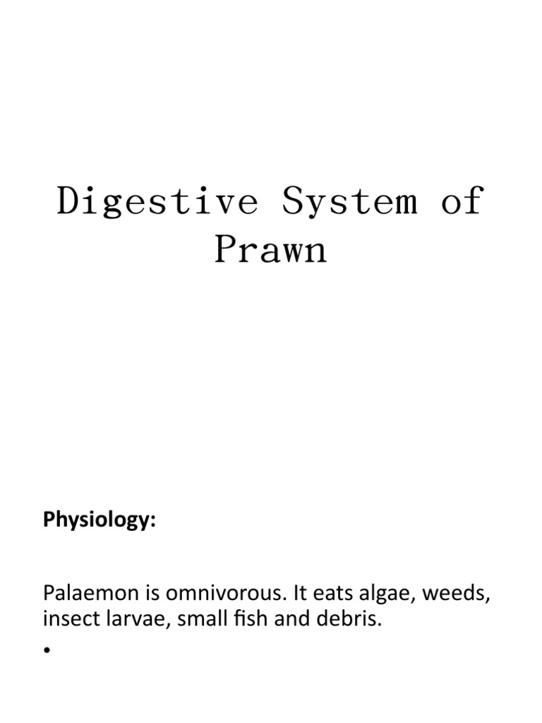 Prawns - Digestive System | PDF