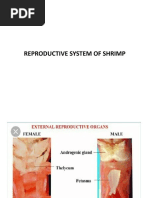 Shrimp - Digestive System | PDF | Human Digestive System | Stomach