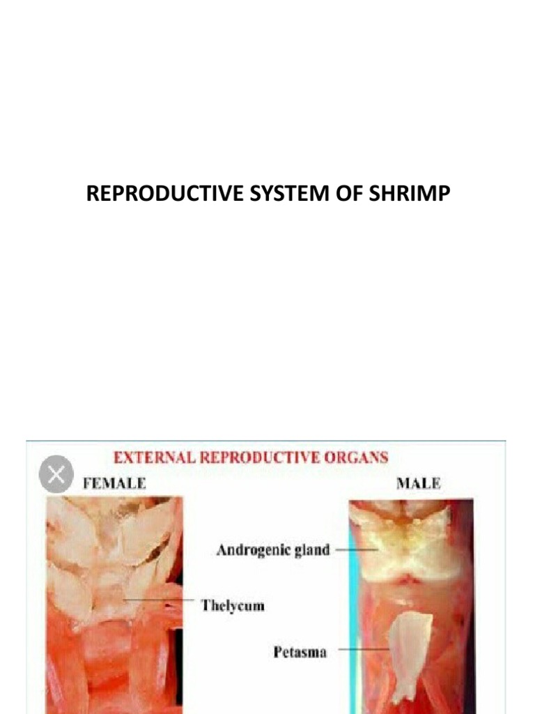Shrimp - Reproductive System | PDF