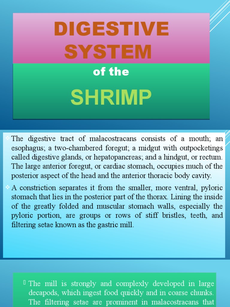 Shrimp - Digestive System | PDF | Human Digestive System | Stomach