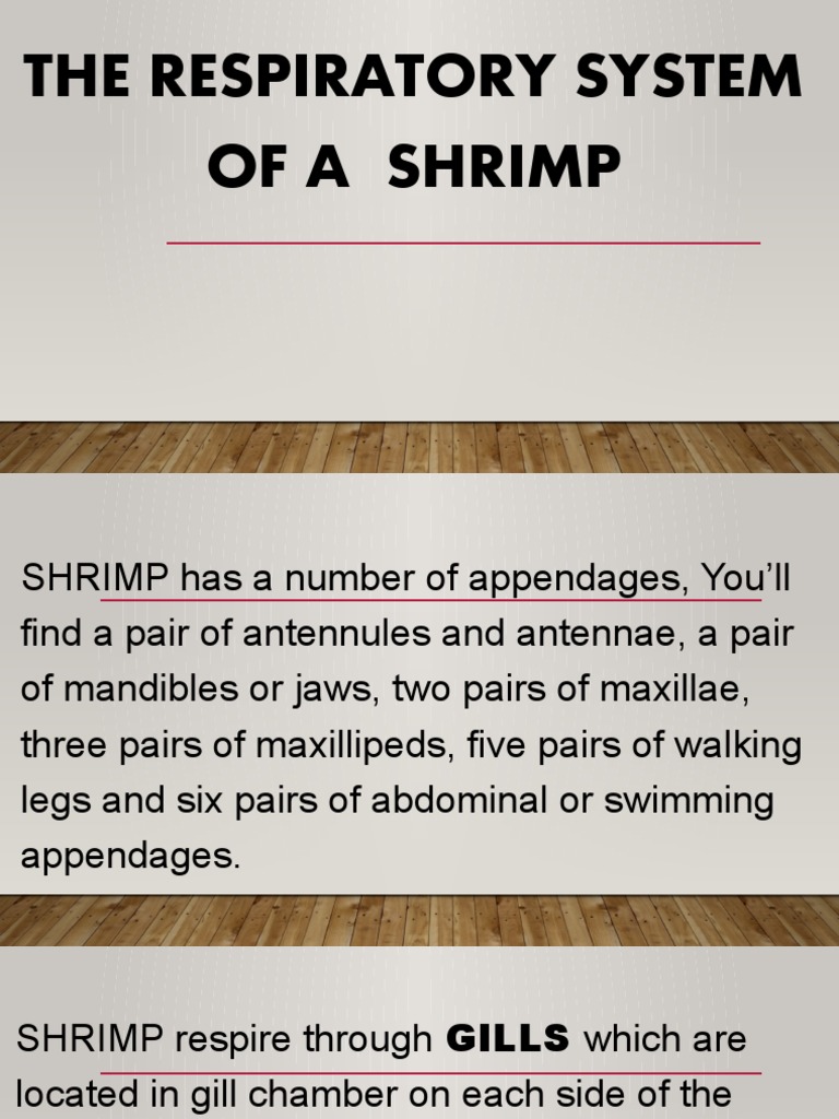 Shrimp Respiratory System Explained | PDF