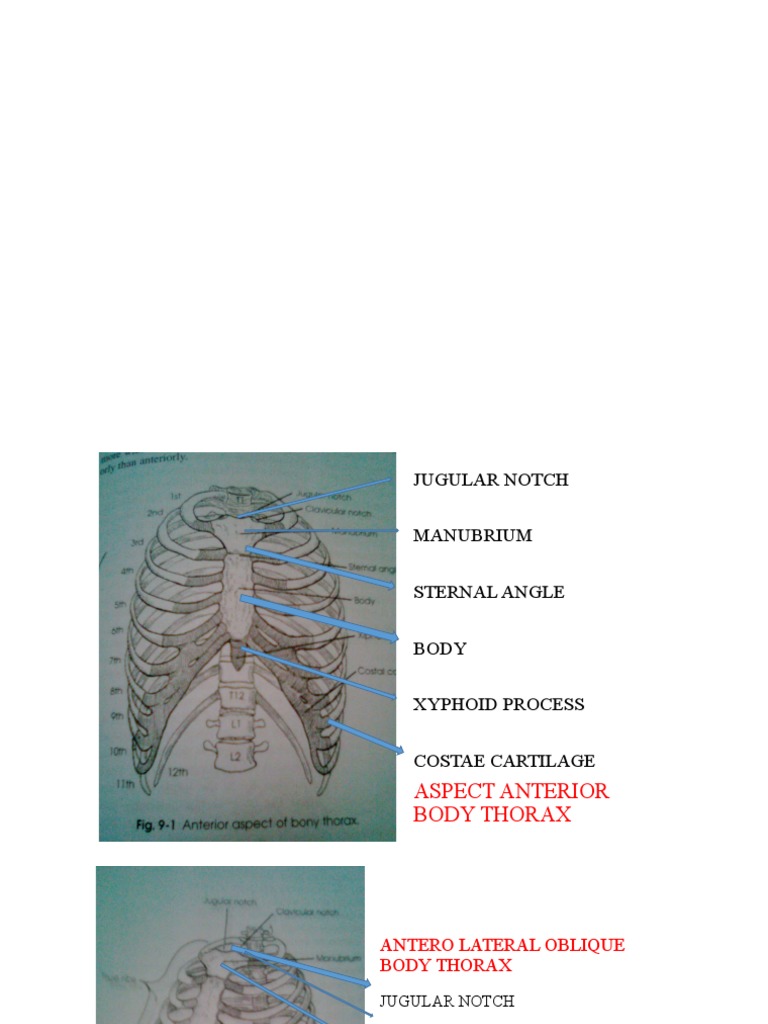 Anatomi Thorax | PDF