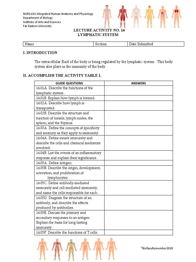 Lec Activity14 Lymphatic System | PDF | Lymphatic System | Immune System