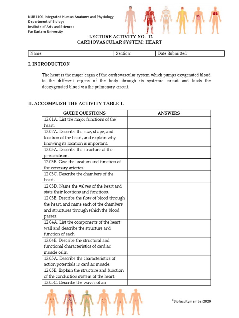 Lec Activity12 Cardiovascular System | PDF | Heart | Circulatory System
