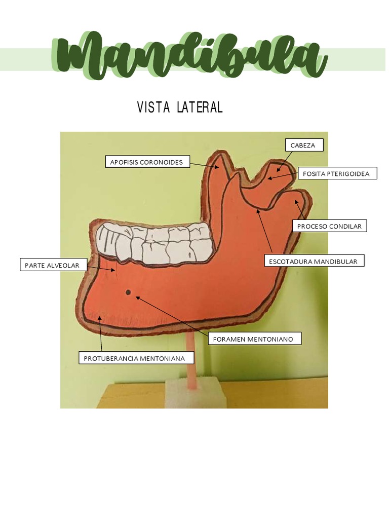Anatomía de la Mandíbula: Maquetas y Partes | PDF