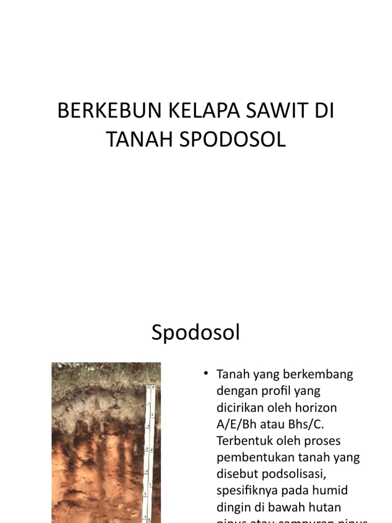 Berkebun Sawit di Tanah Spodosol | PDF