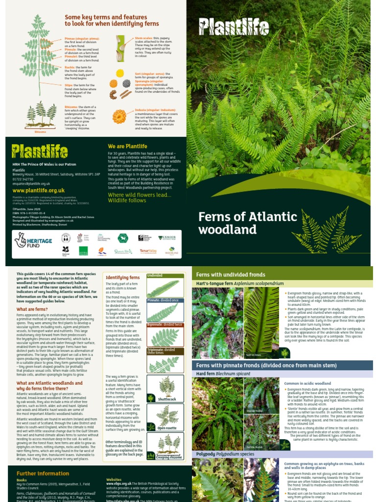 Ferns of Atlantic Woodland: Some Key Terms and Features To Look For ...