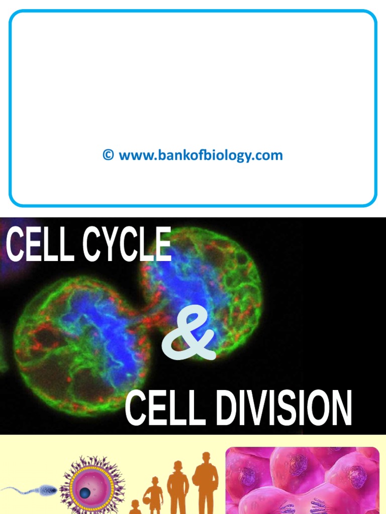 10 Cell Cycle N Cell Division | PDF | Cell Cycle | Mitosis
