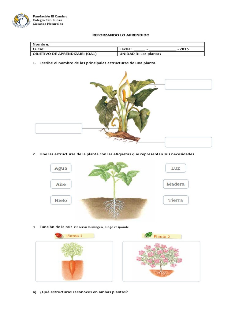 Guia Tallo, Raiz, Hoja | PDF | Plantas | Raíz