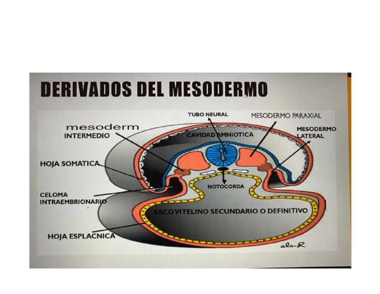 Derivados Del Mesodermo | PDF