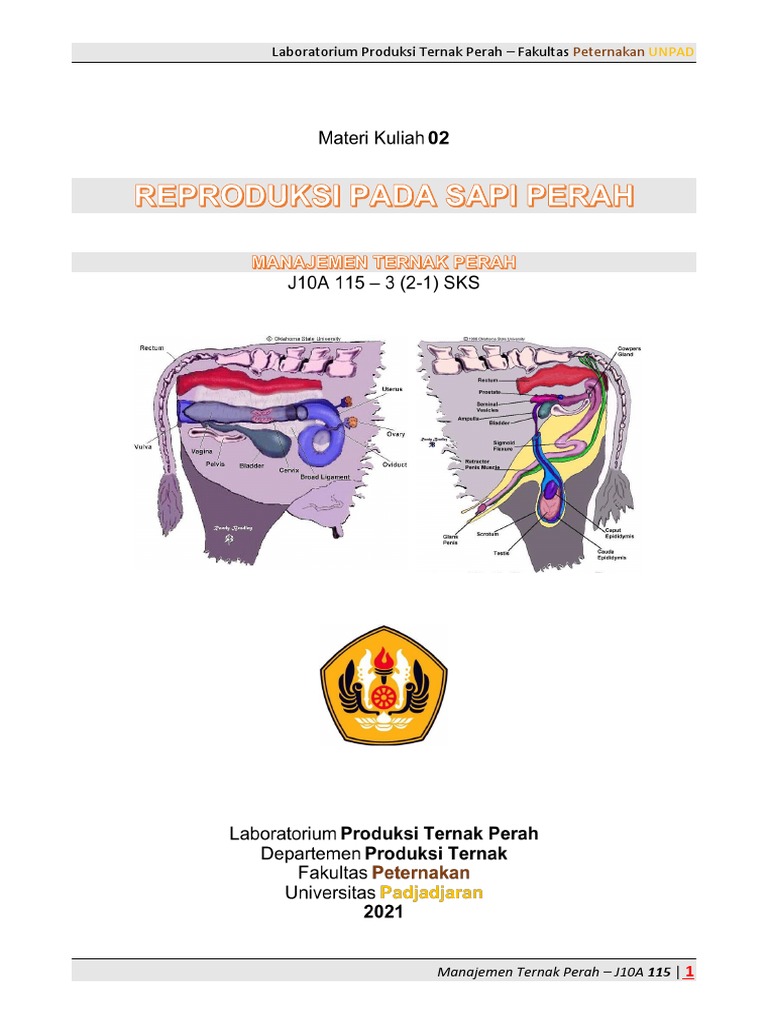 2021 MTP Materi 02 Reproduksi Pada Sapi Perah | PDF