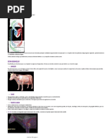 Anatomía del Corazón en Caballos | PDF | Corazón | Ventrículo (corazón)