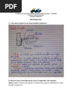 Filotaxia | PDF | Folha | Morfologia vegetal