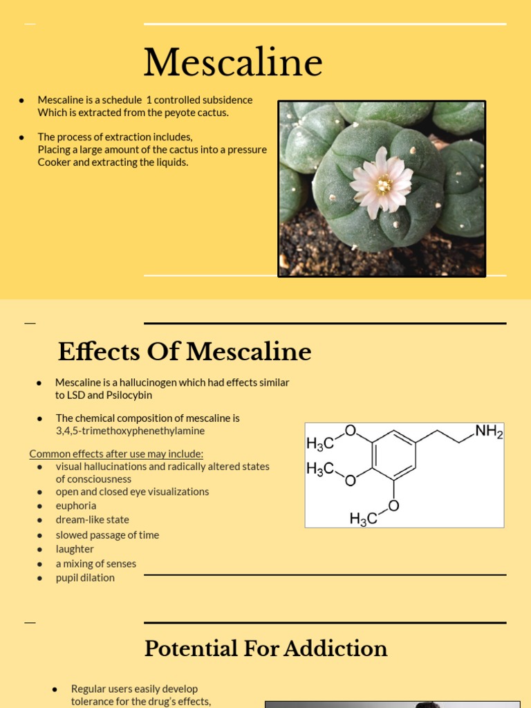 Understanding Mescaline Effects and Use | PDF | Wellness