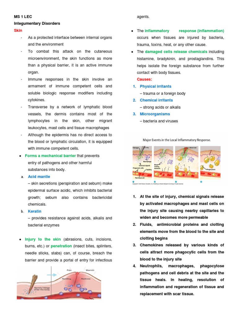 Integumentary System and Pressure Ulcers | PDF | Wound | Immune System