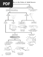 Insect Order Dichotomous Key | PDF | Insects | Arthropods