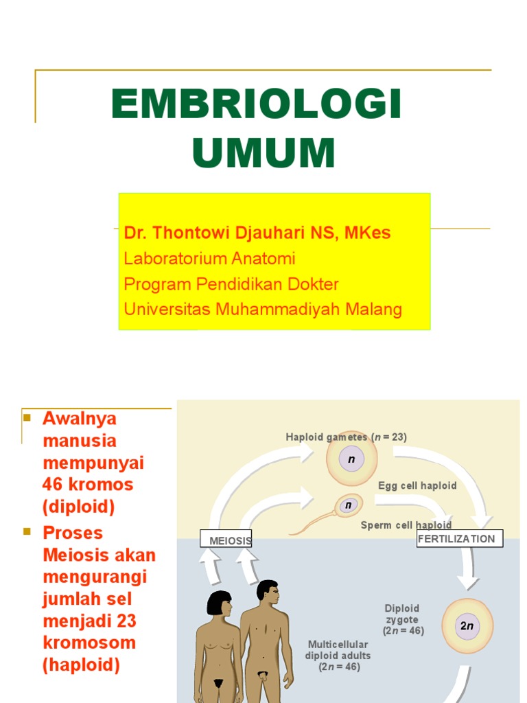 EMBRIOLOGI UMUM MENJELASKAN PROSES PEMBENTUKAN SEL GAMET, FERTILISASI, DAN PERKEMBANGAN EMBRIO ...