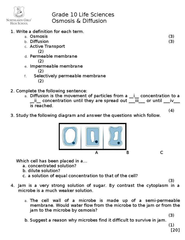 Osmosis and Diffusion Quiz for Grade 10 | PDF
