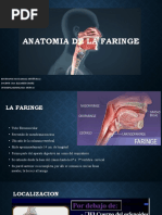 Anatomía de La Orofaringe | PDF | Cabeza y cuello humanos | Órgano ...