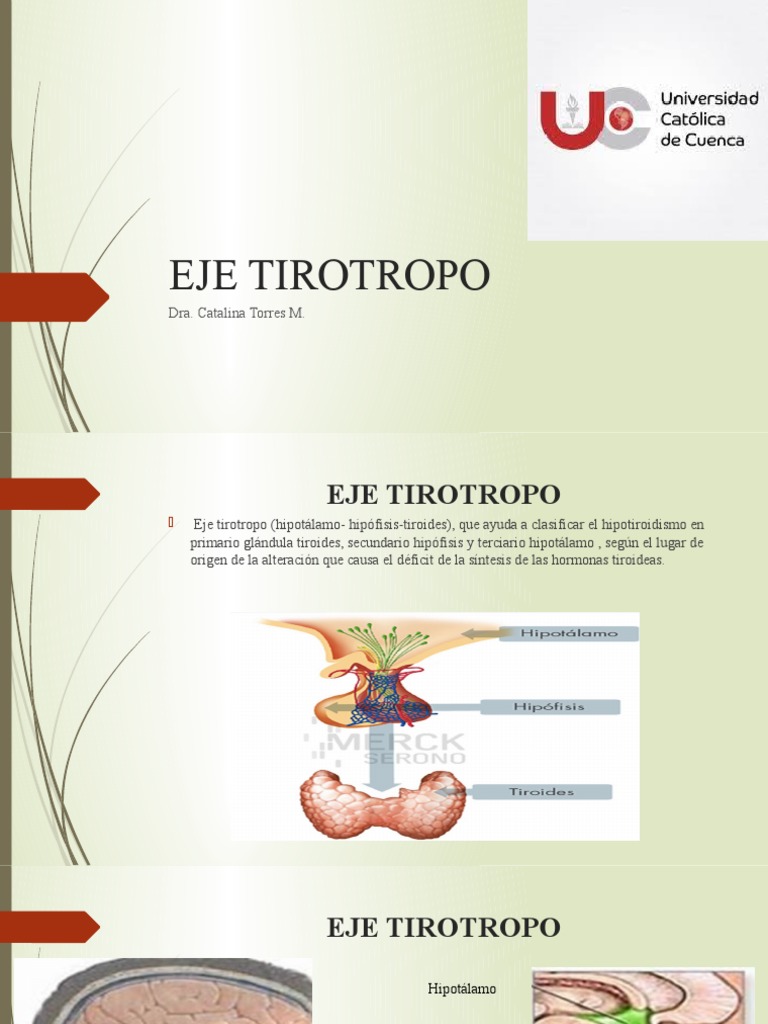 Eje Tirotrópo | PDF | Hormona estimulante de la tiroides | Glándula ...