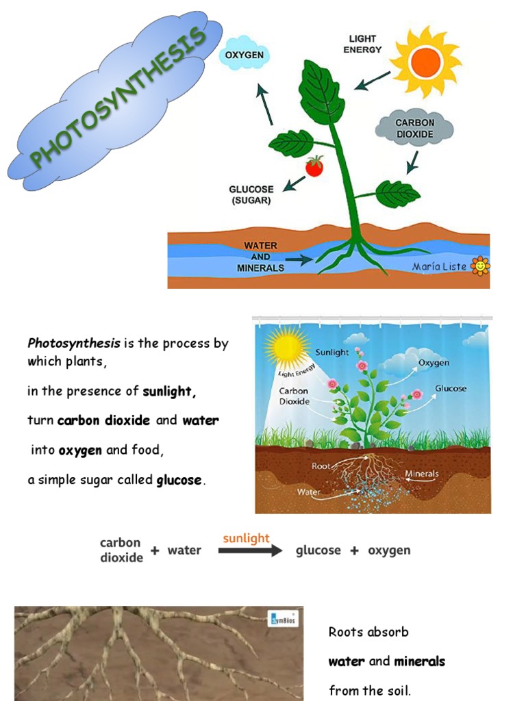 Photosynthesis: How Plants Turn Sunlight Into Food | PDF | Plants | Leaf