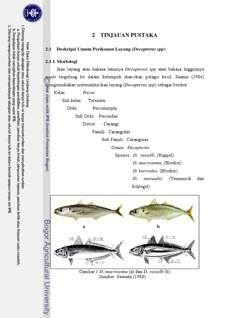 2 TINJAUAN PUSTAKA. 2.1 Deskripsi Umum Perikanan Layang (Decapterus SPP ...