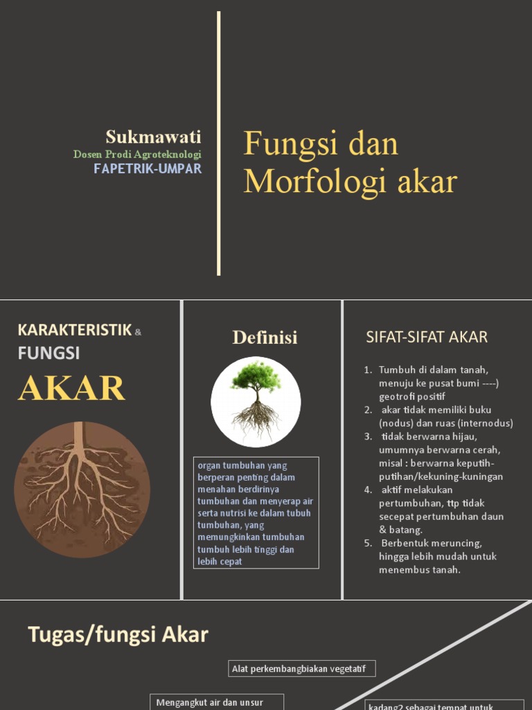 Fungsi Dan Morfologi Akar | PDF