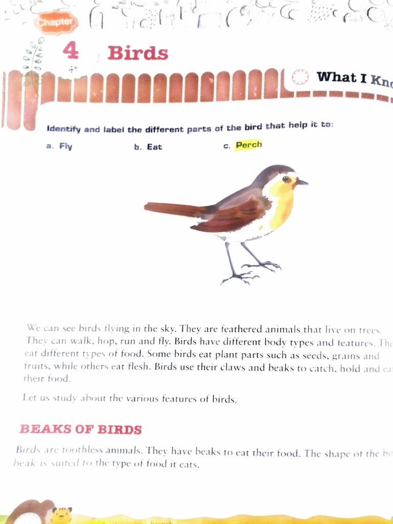 Bird Anatomy and Behavior Guide | PDF | Paravians | Ornithology