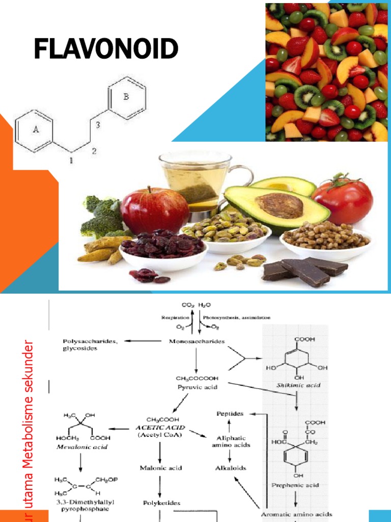 1-Jalur Sikimat Dan Asetat Malonat Flavonoid | PDF