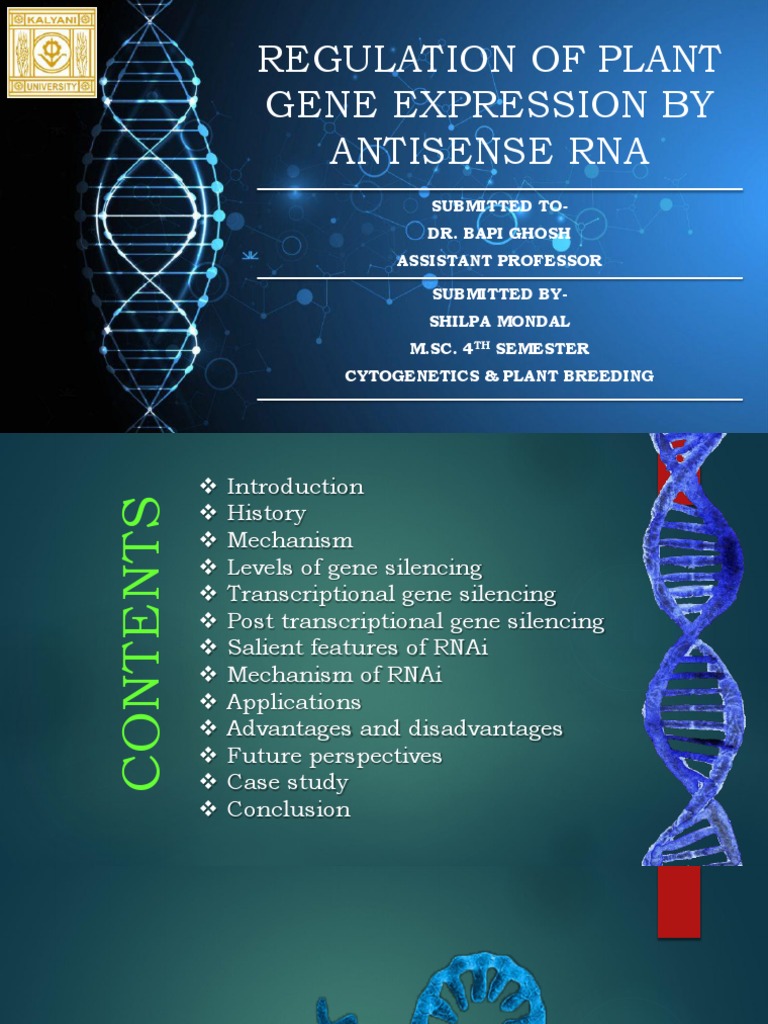 Regulation of Plant Gene Expression by Antisense Rna - PPT | PDF | Rna ...